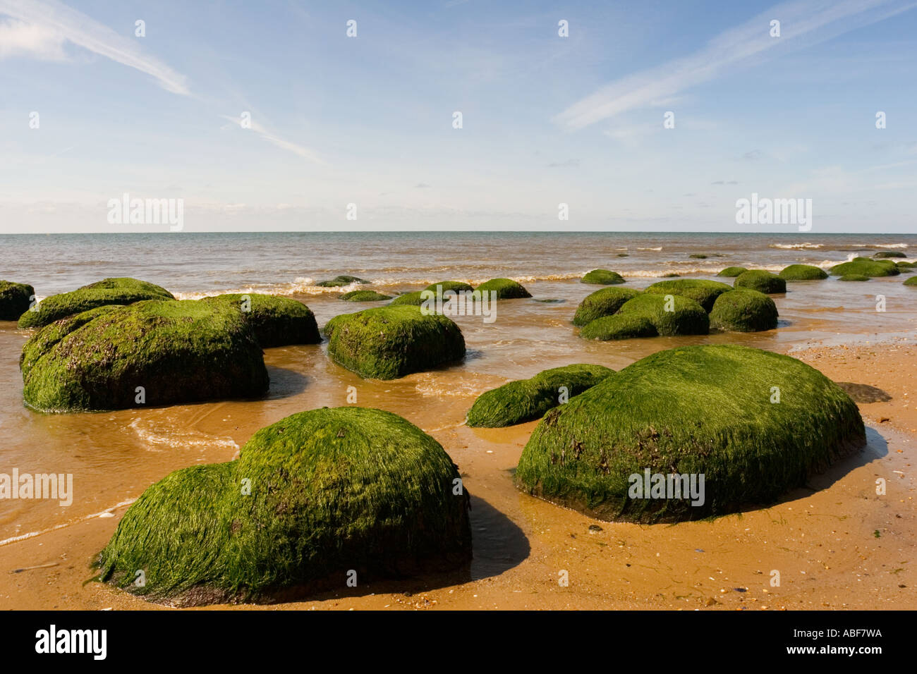 Seaweed covered rocks on Hunstanton Beach, Norfolk Stock Photo - Alamy