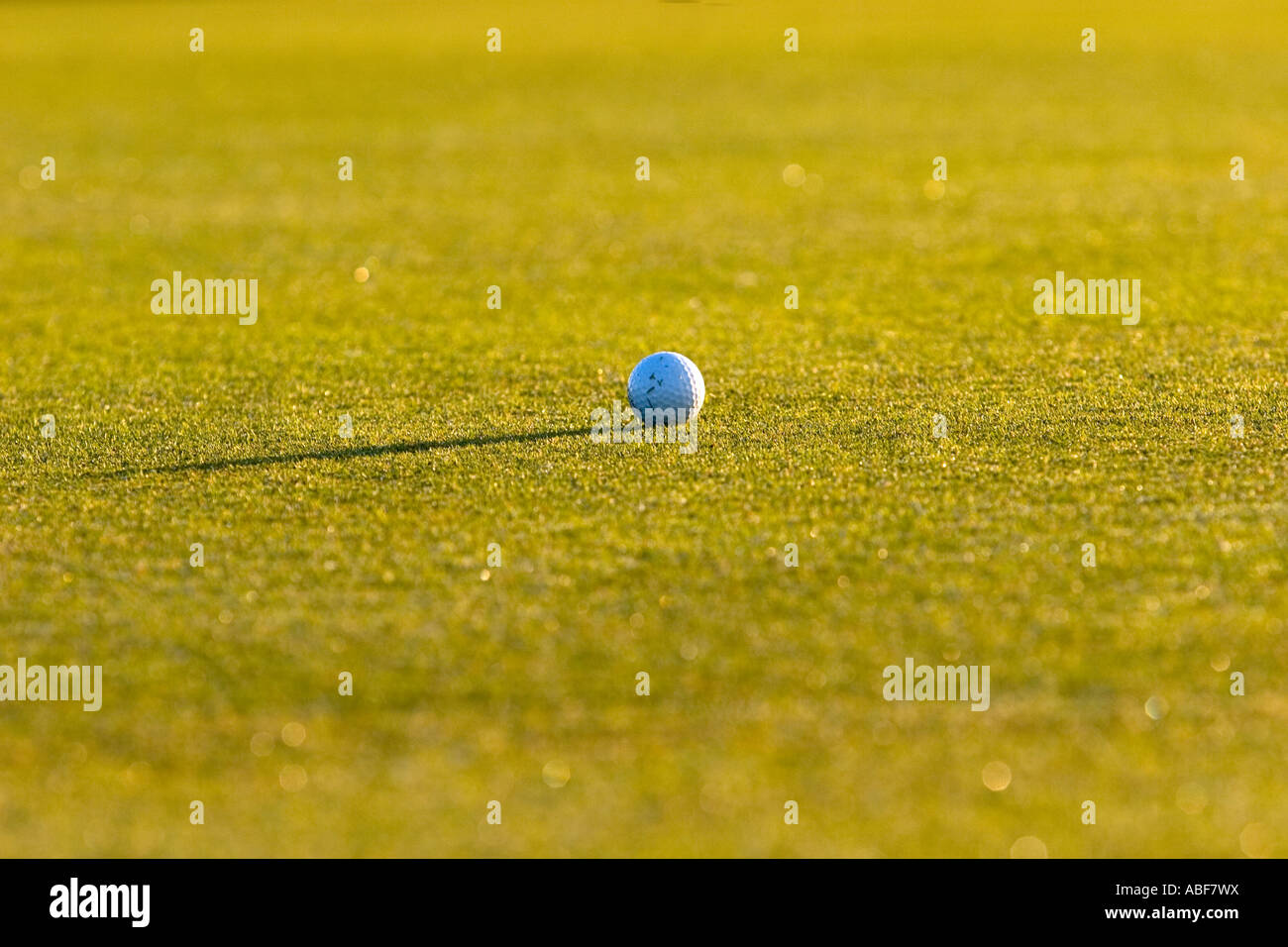 Ball on green in dew Stock Photo - Alamy