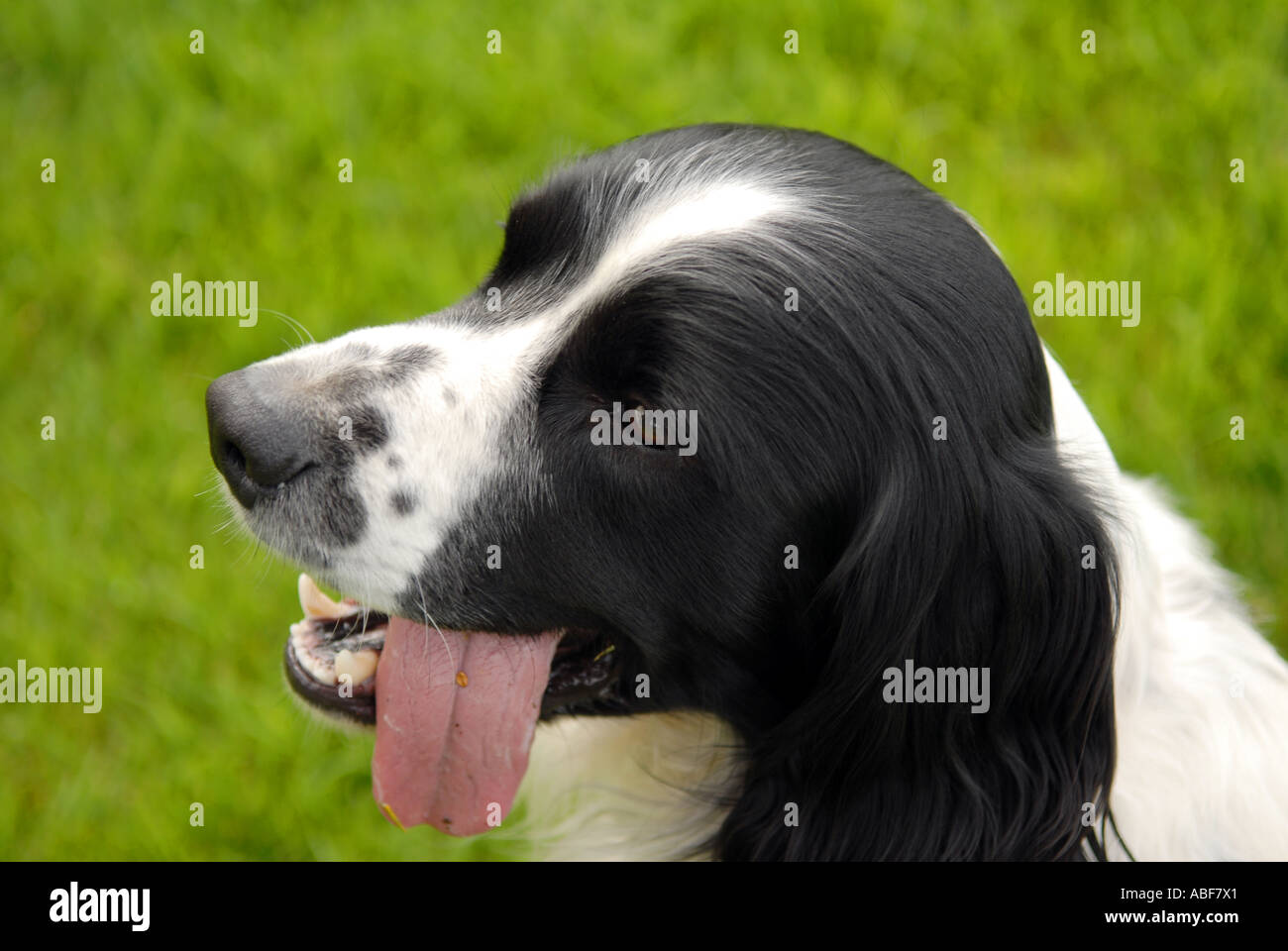 Springer Spaniel dog on grass background Stock Photo - Alamy