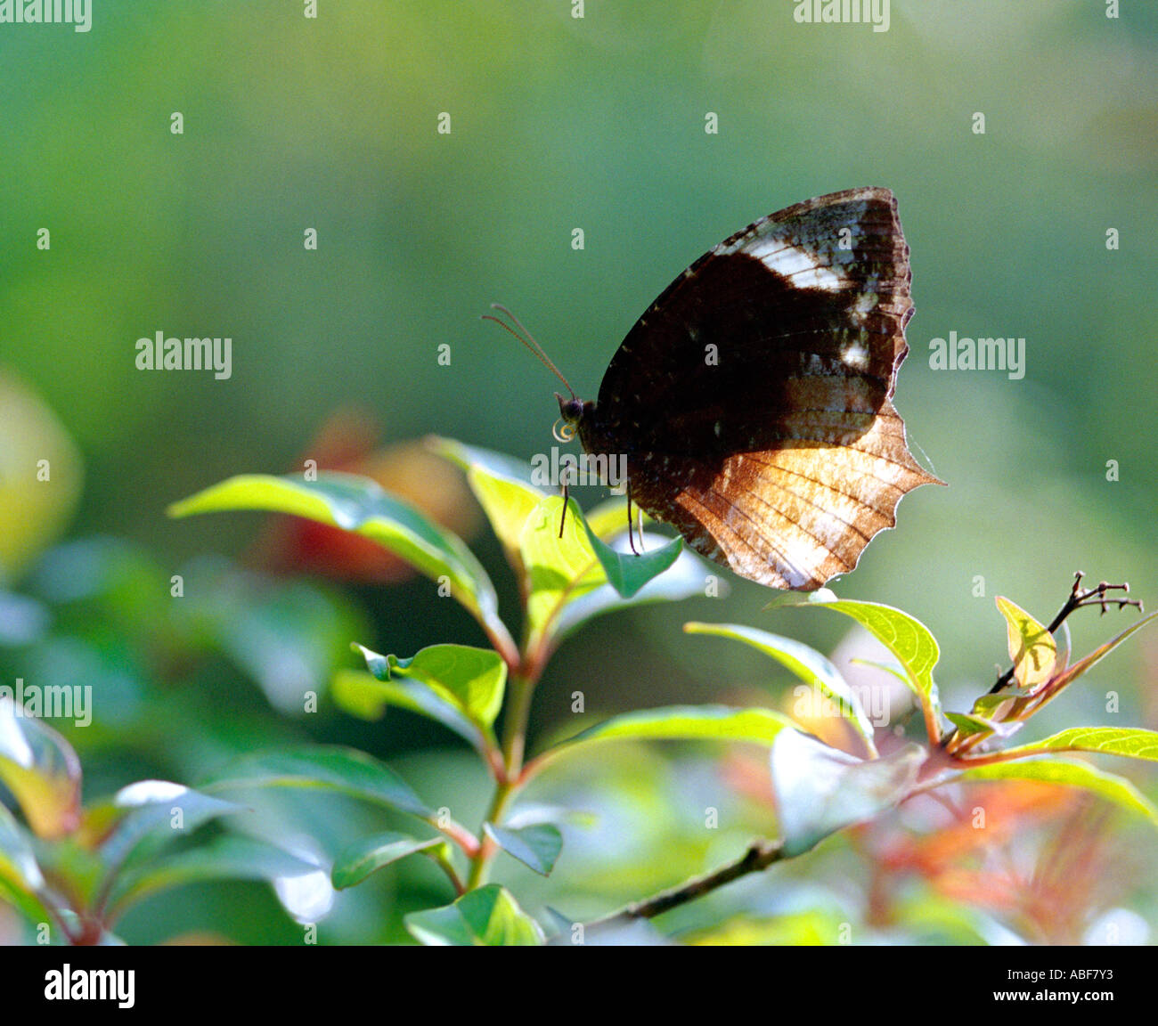 Common Palmfly Nymphalidae Elymnias hypermnestra adult resting in ...