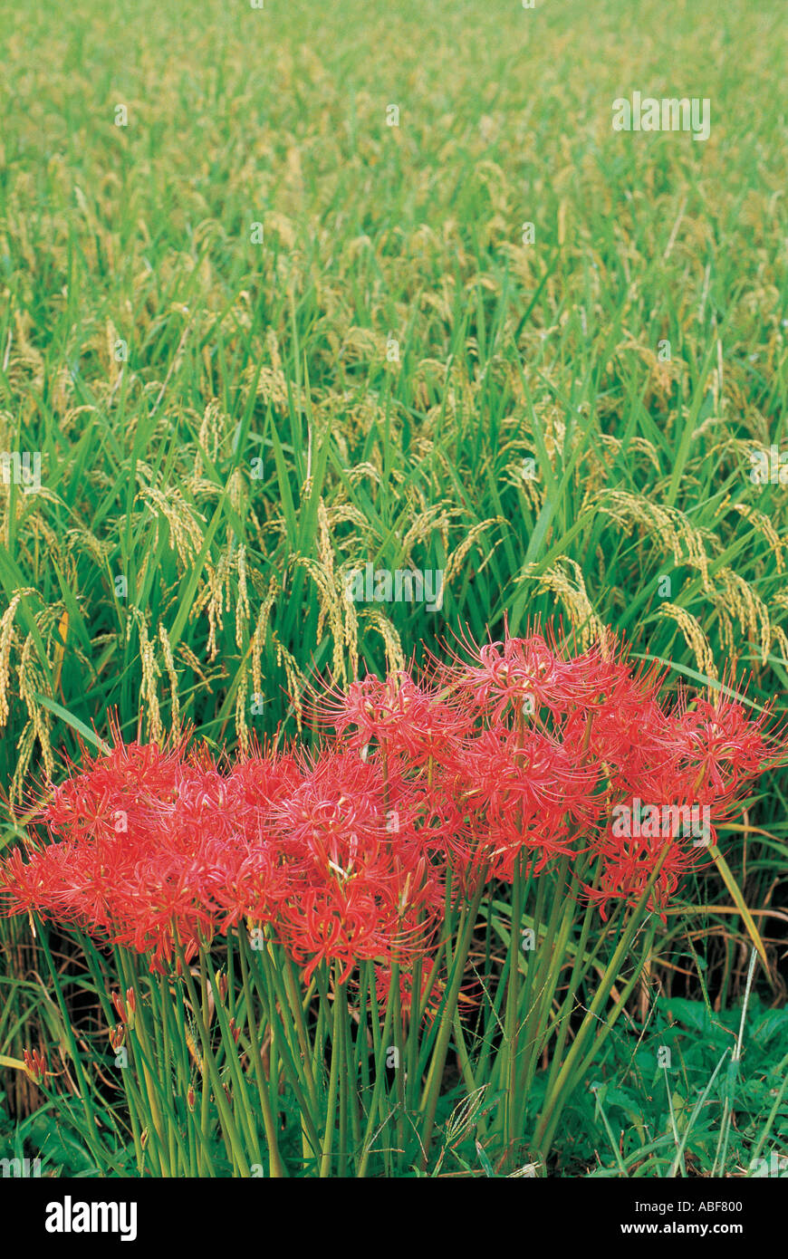 crowded by Plants Stock Photo - Alamy