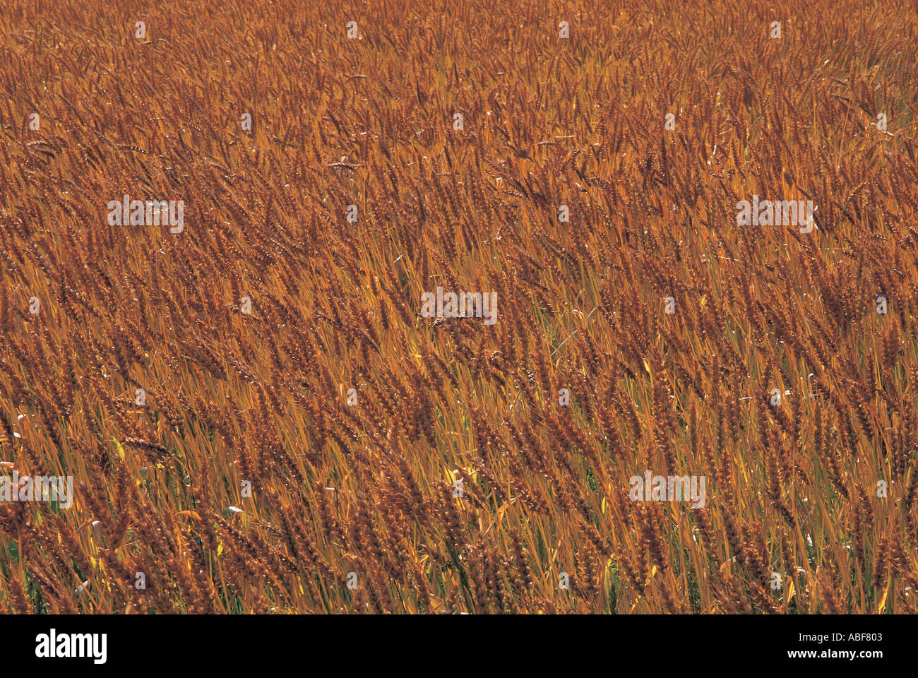 crowded by Plants Stock Photo - Alamy