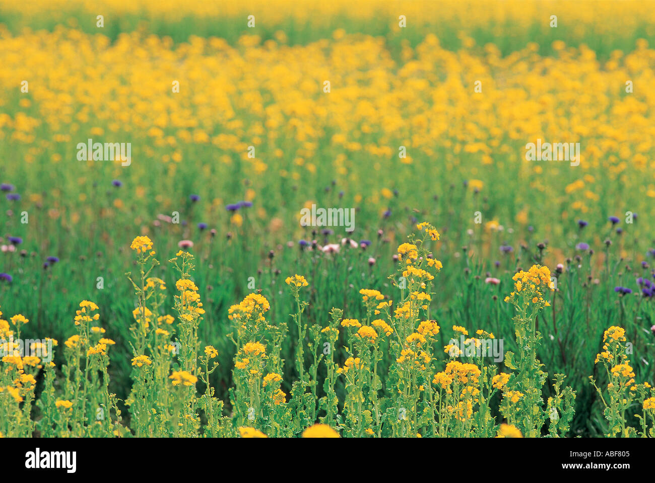 crowded by Plants Stock Photo - Alamy