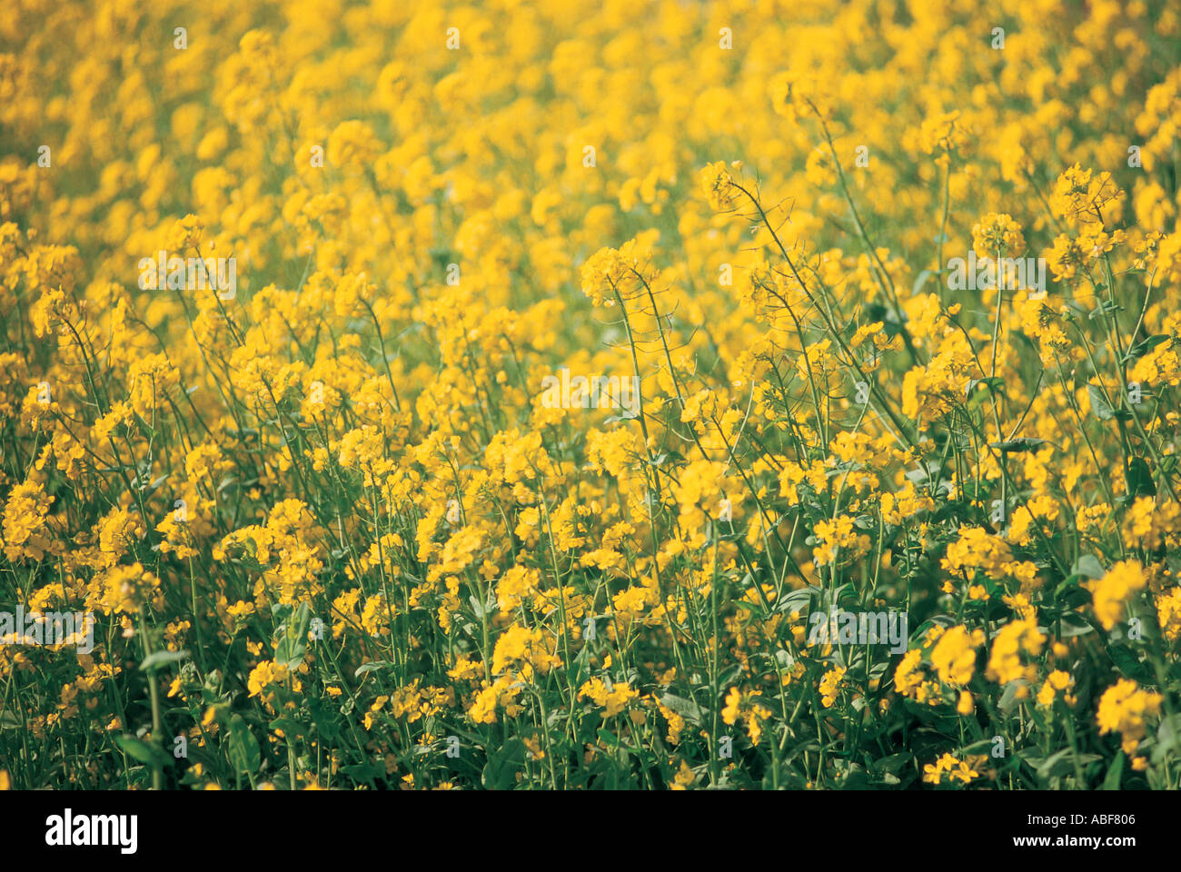 crowded by Plants Stock Photo - Alamy