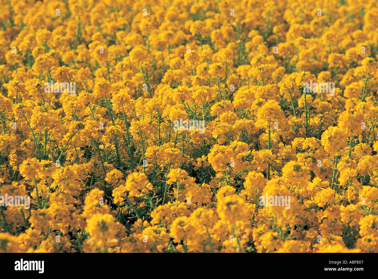 crowded by Plants Stock Photo - Alamy