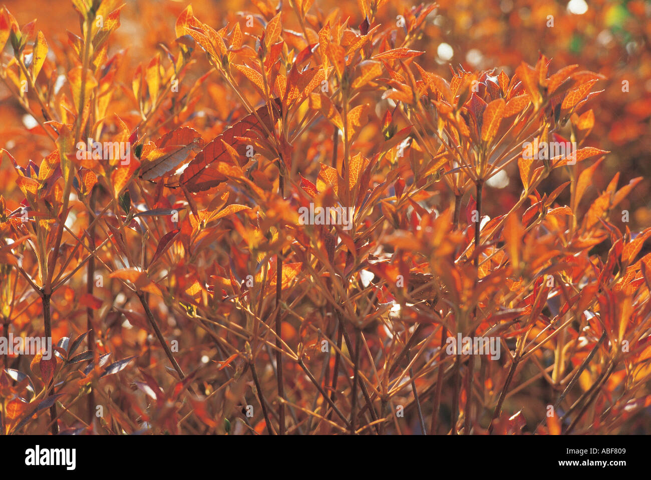 crowded by Plants Stock Photo - Alamy