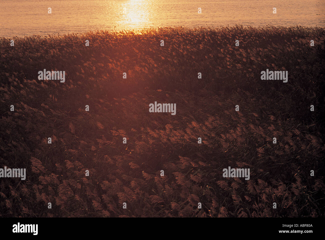 crowded by Plants Stock Photo - Alamy