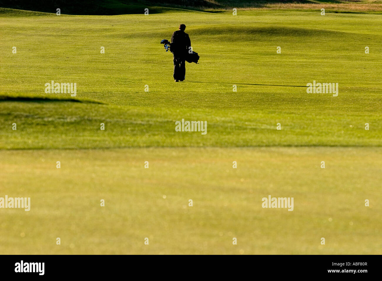 Golfer, approach shot Stock Photo - Alamy