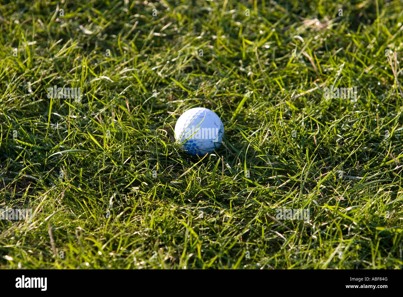 Golf ball in the rough Stock Photo - Alamy