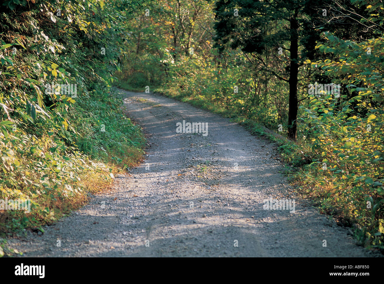 path in Forest Stock Photo - Alamy