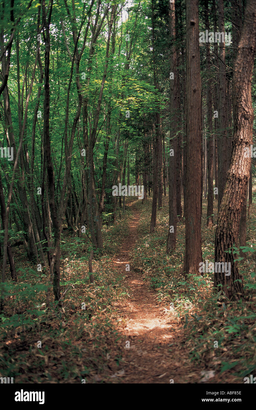 path in Forest Stock Photo - Alamy