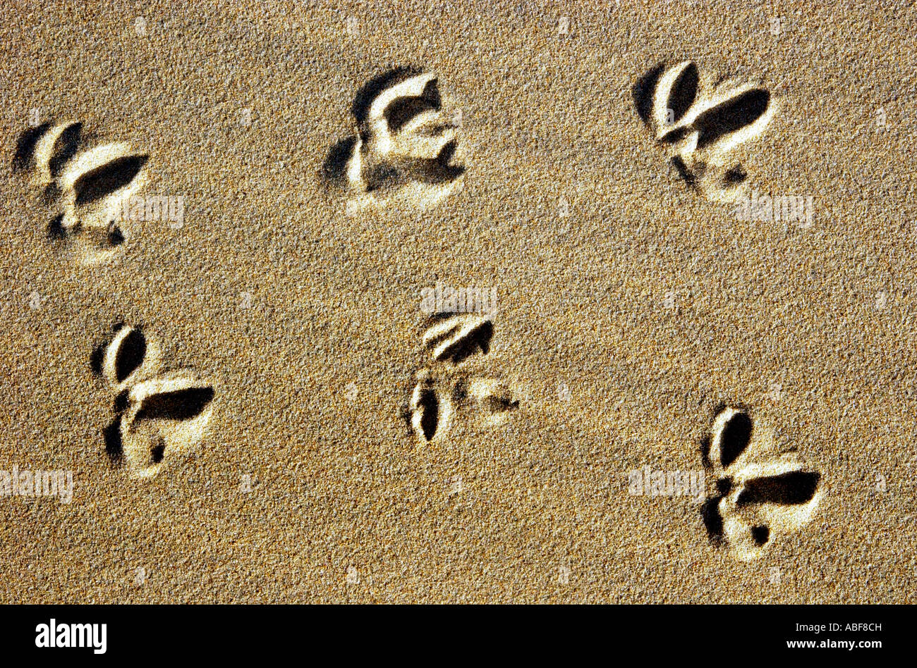 Animal prints hi-res stock photography and images - Alamy