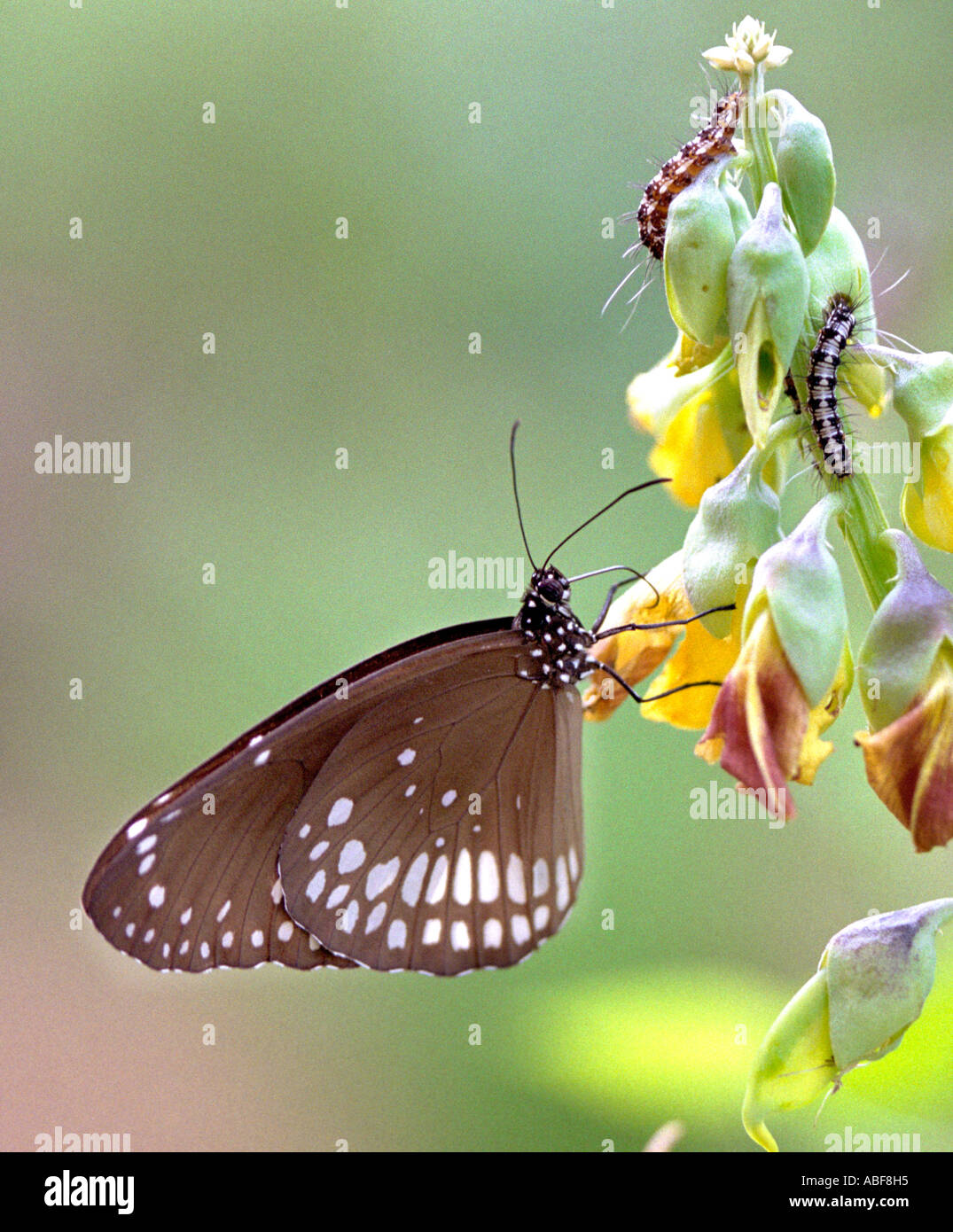 Common Indian Crow Common crow Euploea core Nymphalidae adult Stock ...