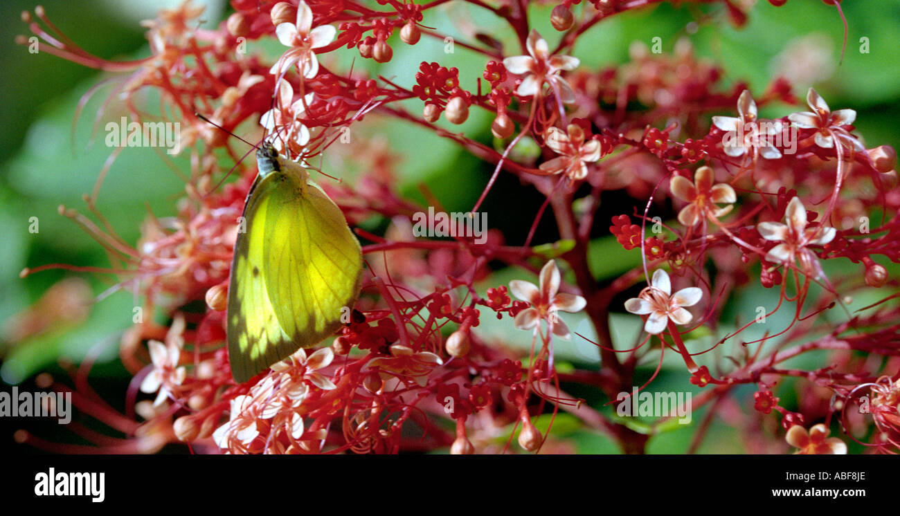 Indian common emigrant hi-res stock photography and images - Alamy