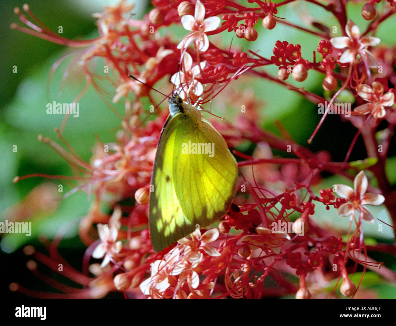 Indian common emigrant hi-res stock photography and images - Alamy