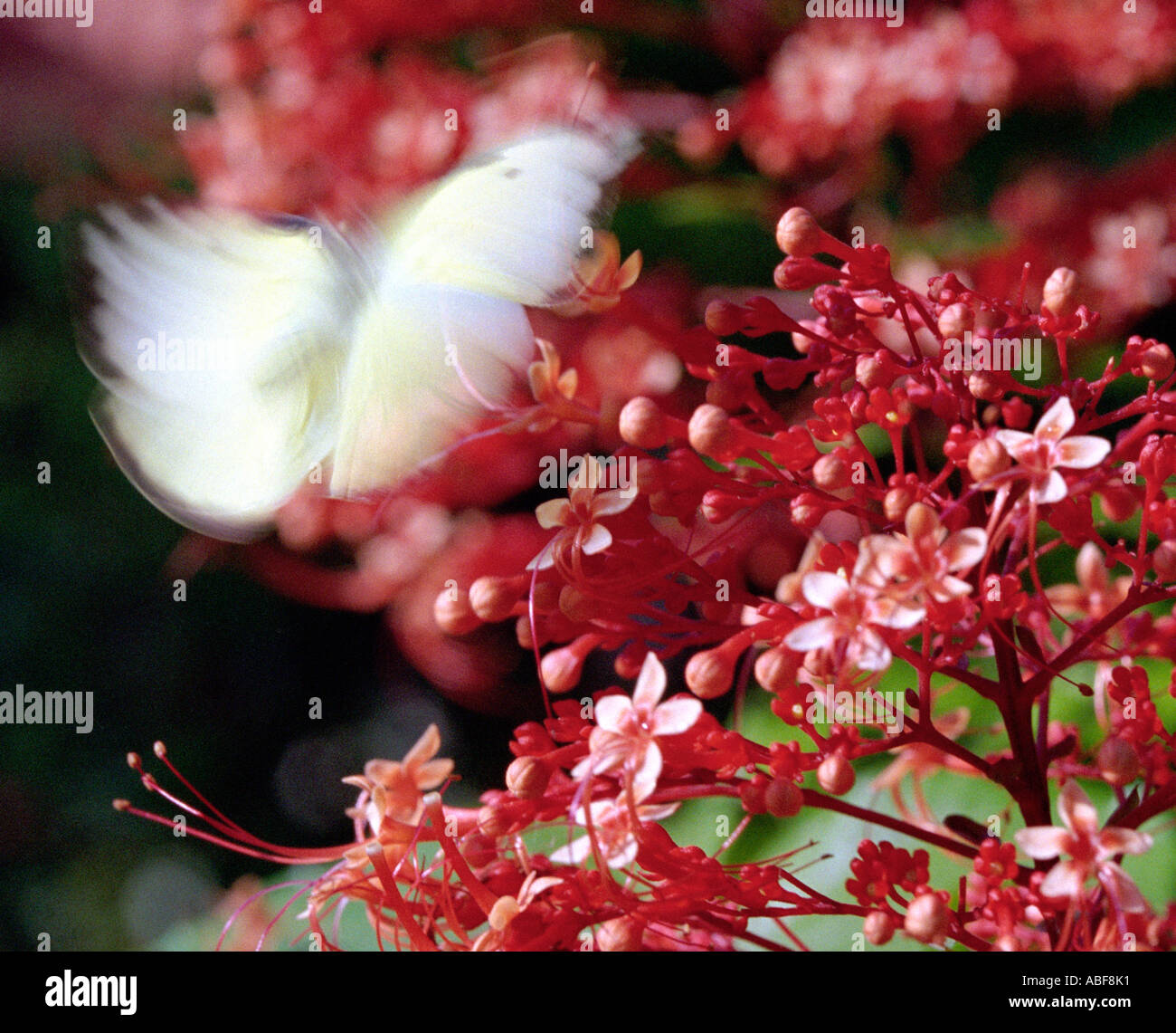 A common emigrant butterfly in flight approaching a Clerodendron flower ...