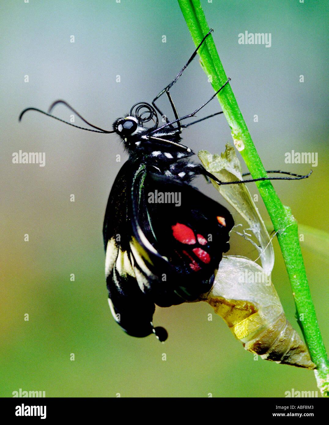 Common mormon Papilio polytes Papilionidae butterfly adult form ...