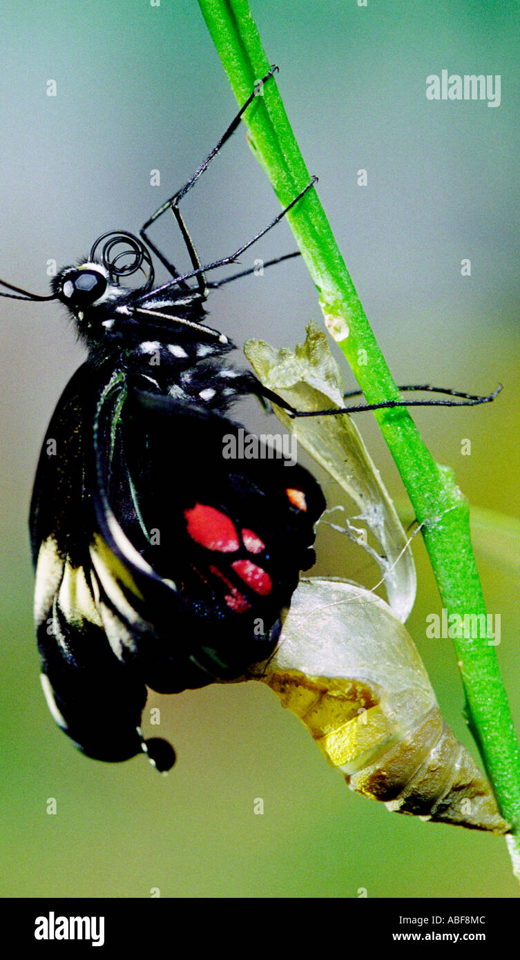 Common mormon Papilio polytes Papilionidae butterfly adult form ...