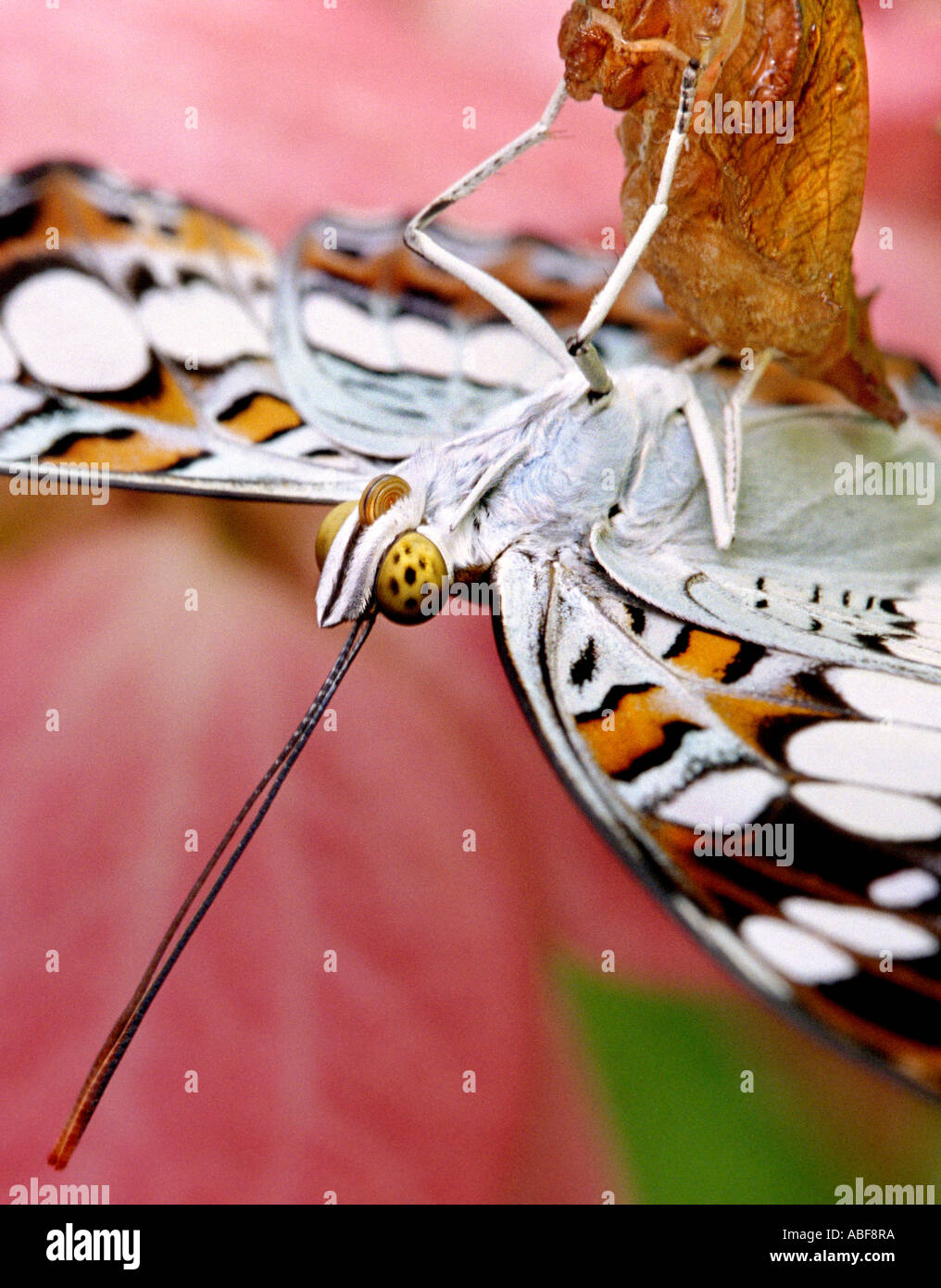 Commander butterfly Moduza procris Limenitis procris hanging from the ...