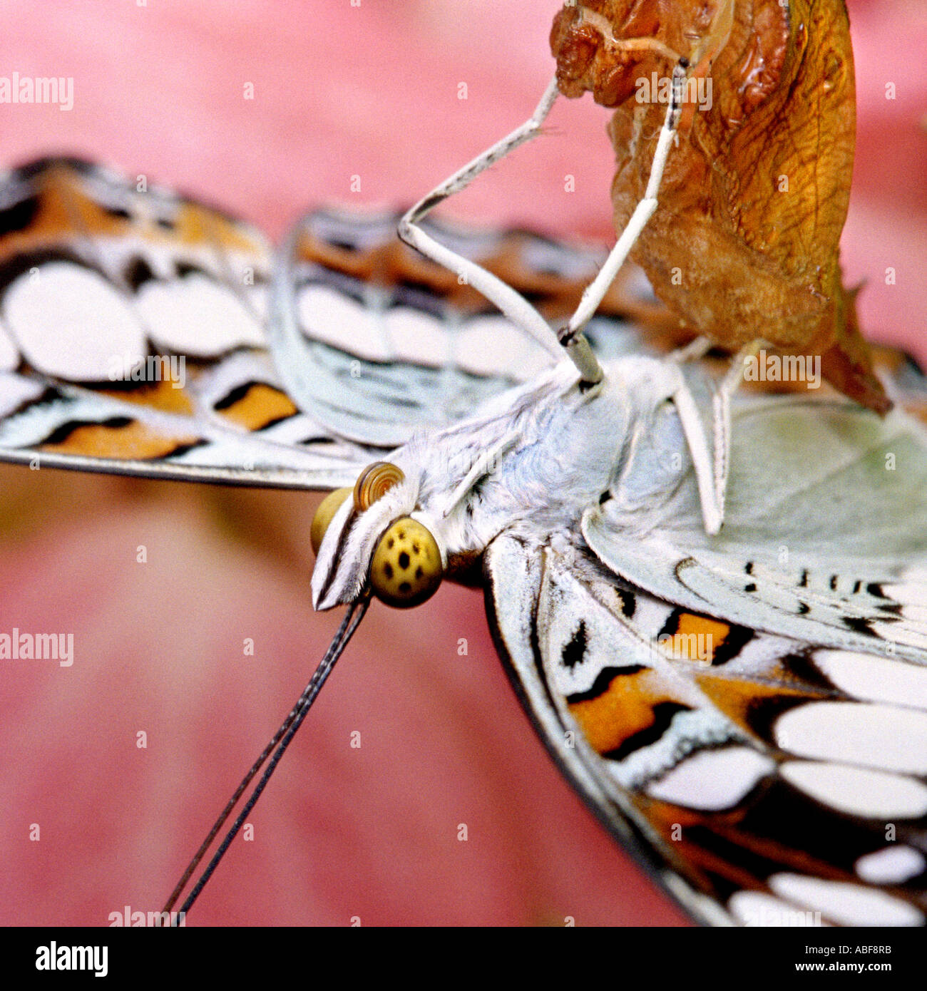Commander butterfly Moduza procris Limenitis procris hanging from the ...