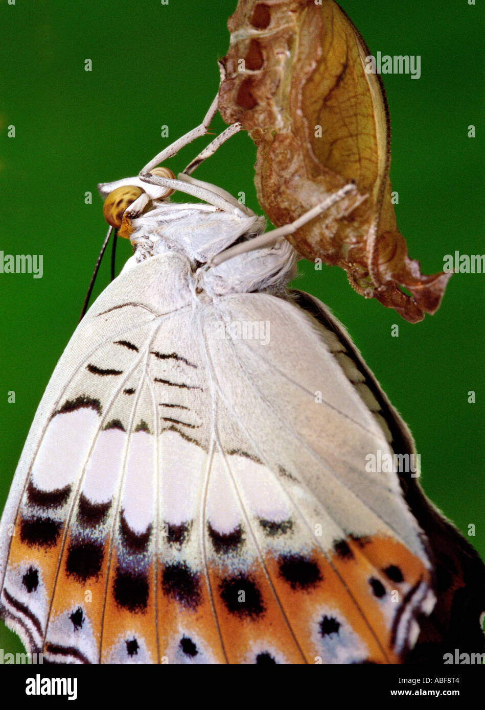 Moduza procris Limenitis procris Lymphalidae Commander butterfly adult ...