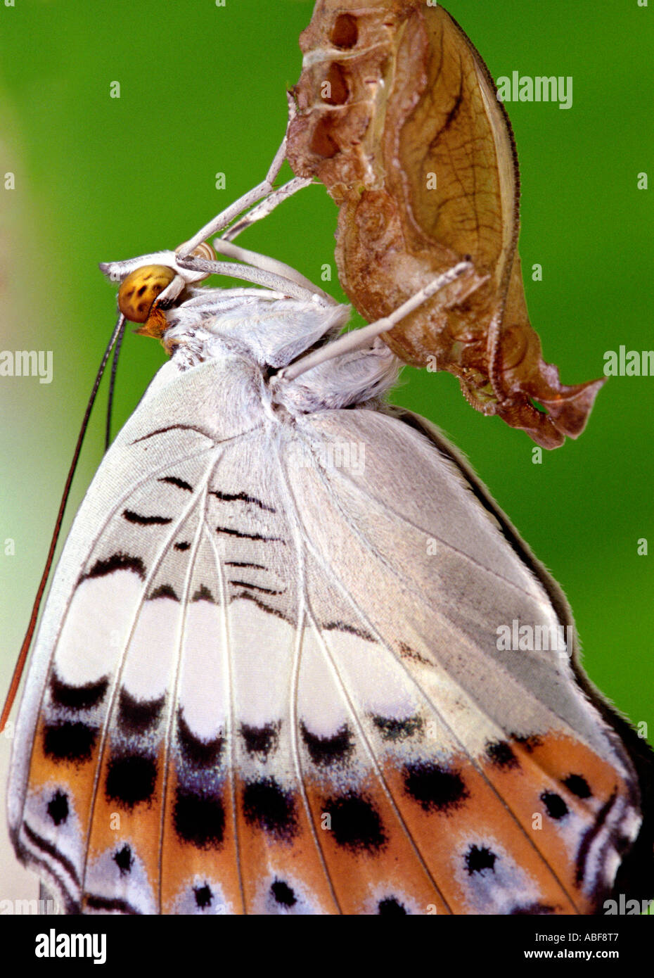 Commander Moduza procris Limenitis procris Lymphalidae adult hanging ...