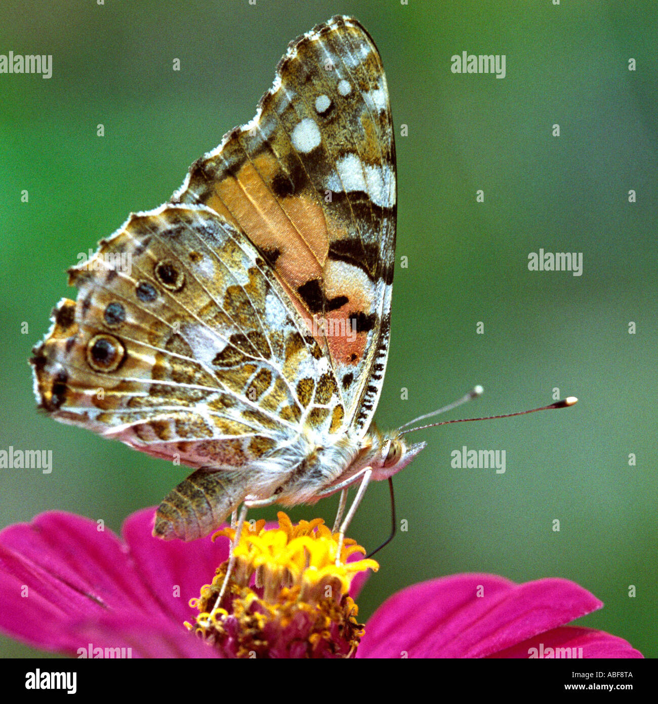 Indian Red Admiral butterfly Vanessa indica pholoe Nymphalidae adult ...