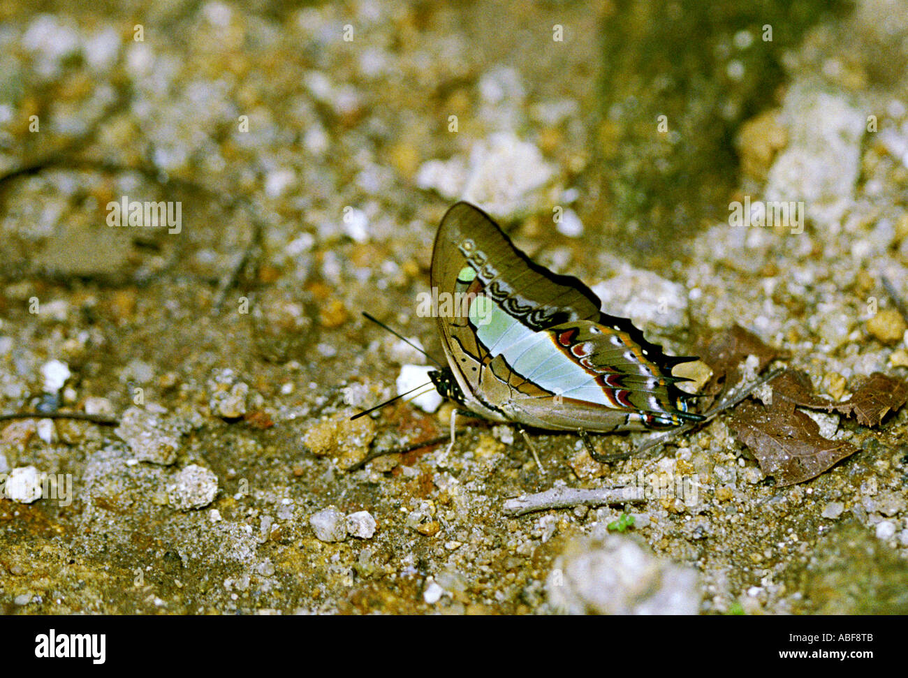 Athamas hi-res stock photography and images - Alamy