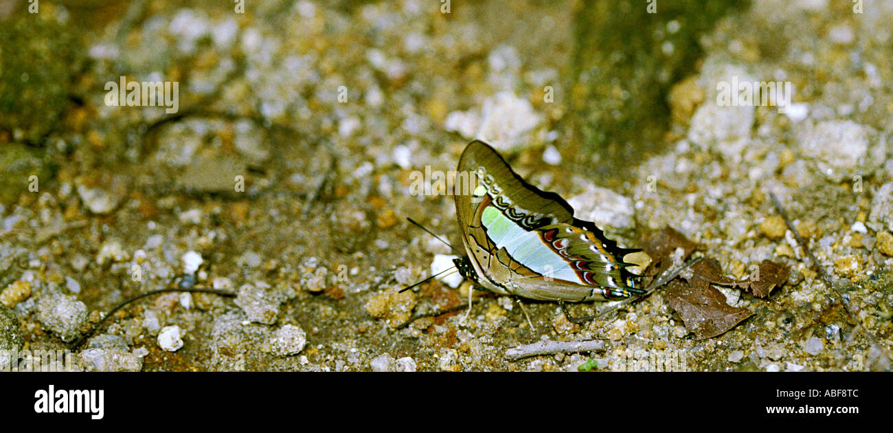 Common Nawab butterfly Polyura athamas athamas Eriboea athamas ...