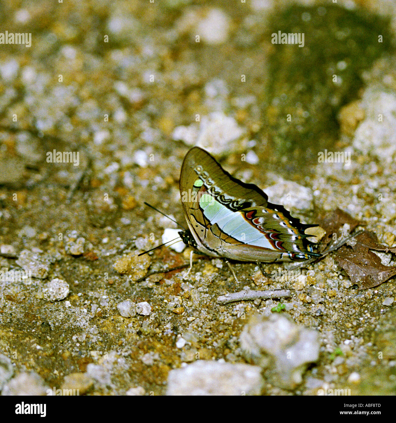 Athamas hi-res stock photography and images - Alamy