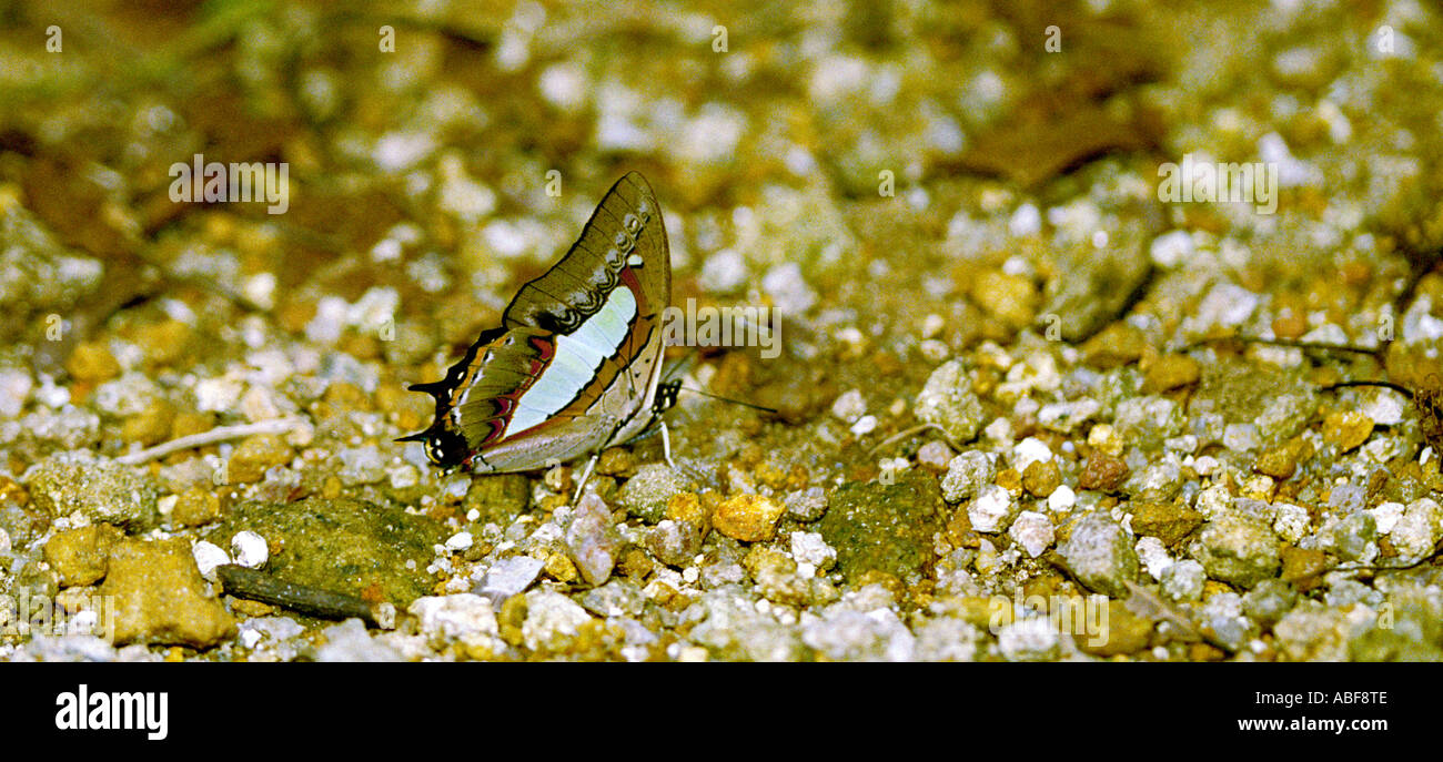 Indian common nawab hi-res stock photography and images - Alamy