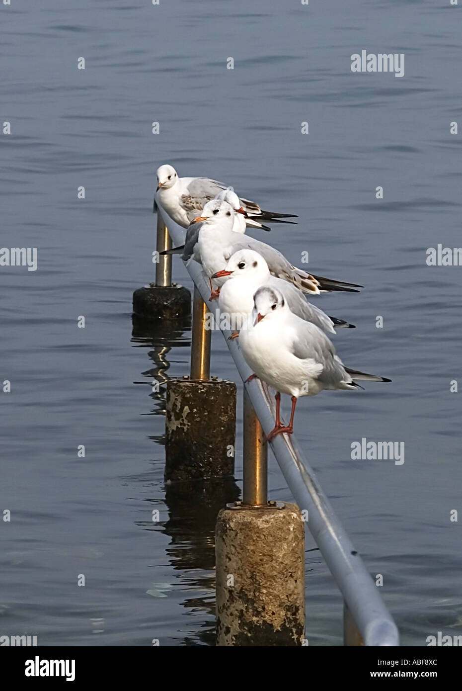 Seagull sequence hi-res stock photography and images - Alamy