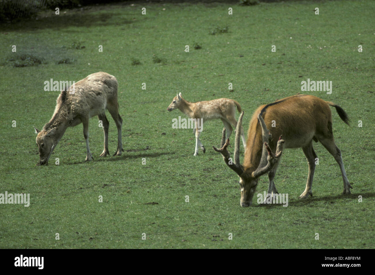 Pere David s Deer Elaphurus davidianus two grazing with young Stock ...