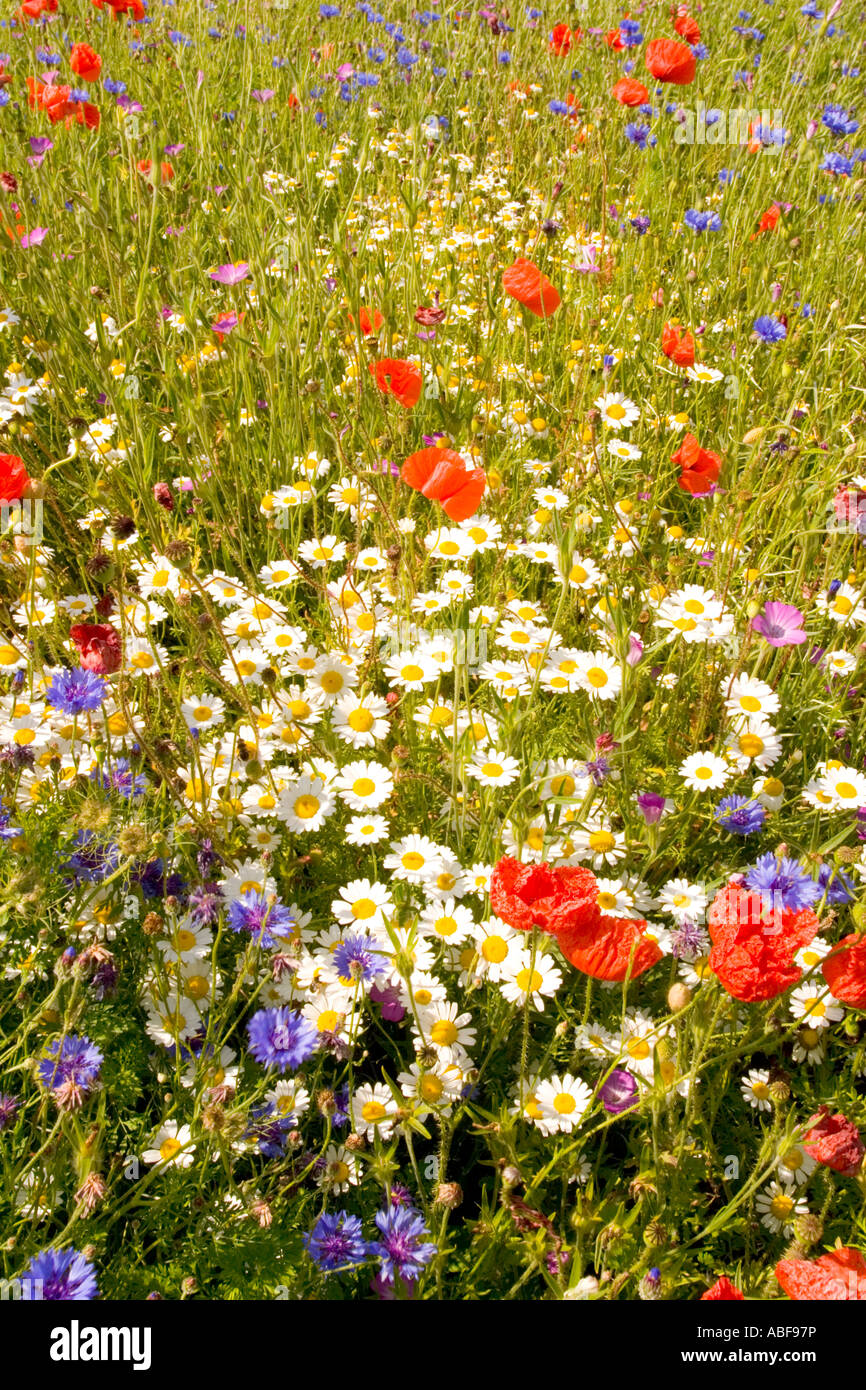 English summer Wildflower meadow Stock Photo - Alamy
