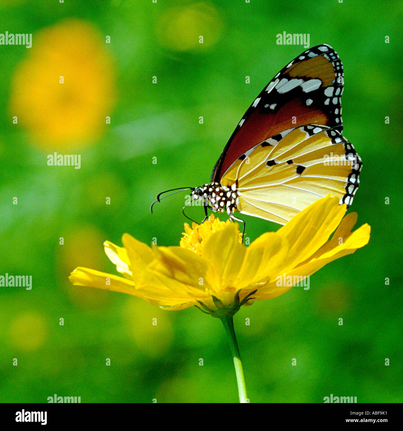 Plain Tiger Danaus chrysippus chrysippus Danais chrysippus Danaidae ...