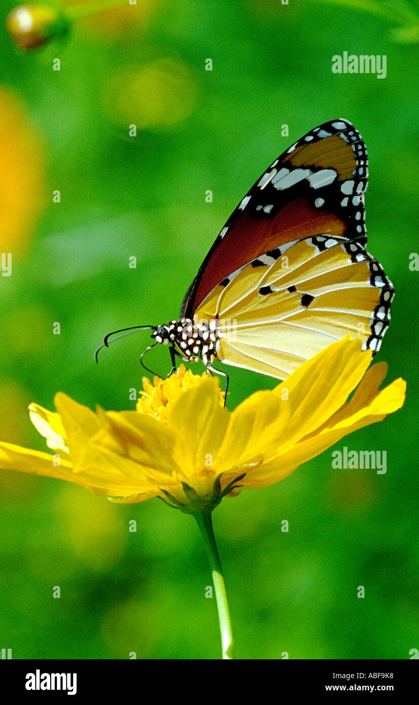 Plain Tiger Danaus chrysippus chrysippus Danais chrysippus Danaidae ...