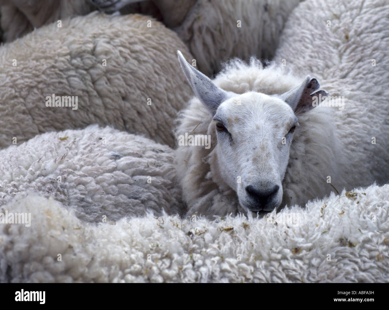 Croft scotland sheep hi-res stock photography and images - Alamy