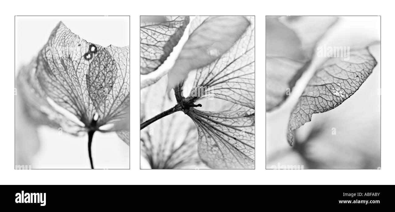 Horizontal black and white triptych composition of dead Hydrangea ...