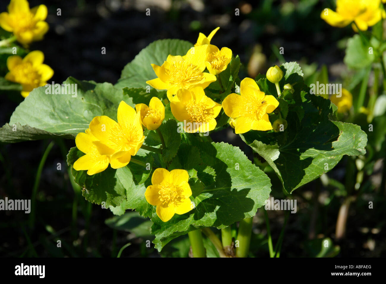 Marsh Marigold Caltha palustris Stock Photo - Alamy