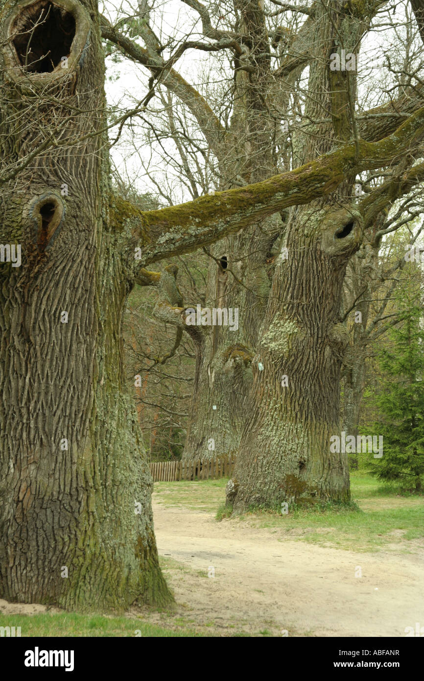 An oak alley in Gorecko Koscielne Poland Stock Photo - Alamy