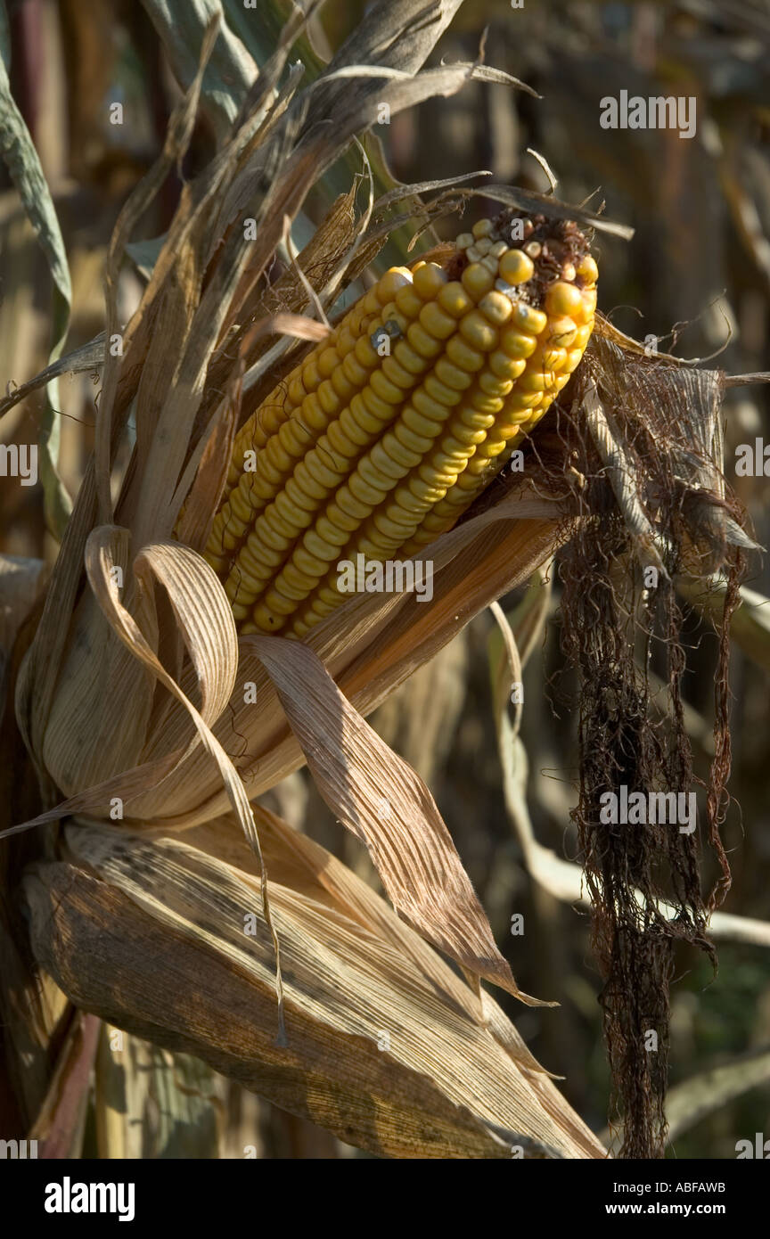 Crop maize hi-res stock photography and images - Alamy