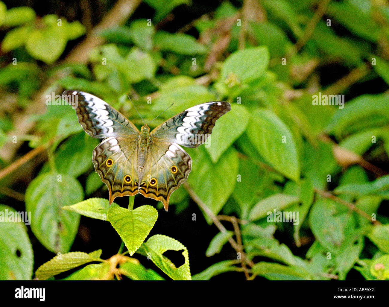 Butterfly upper view hi-res stock photography and images - Alamy