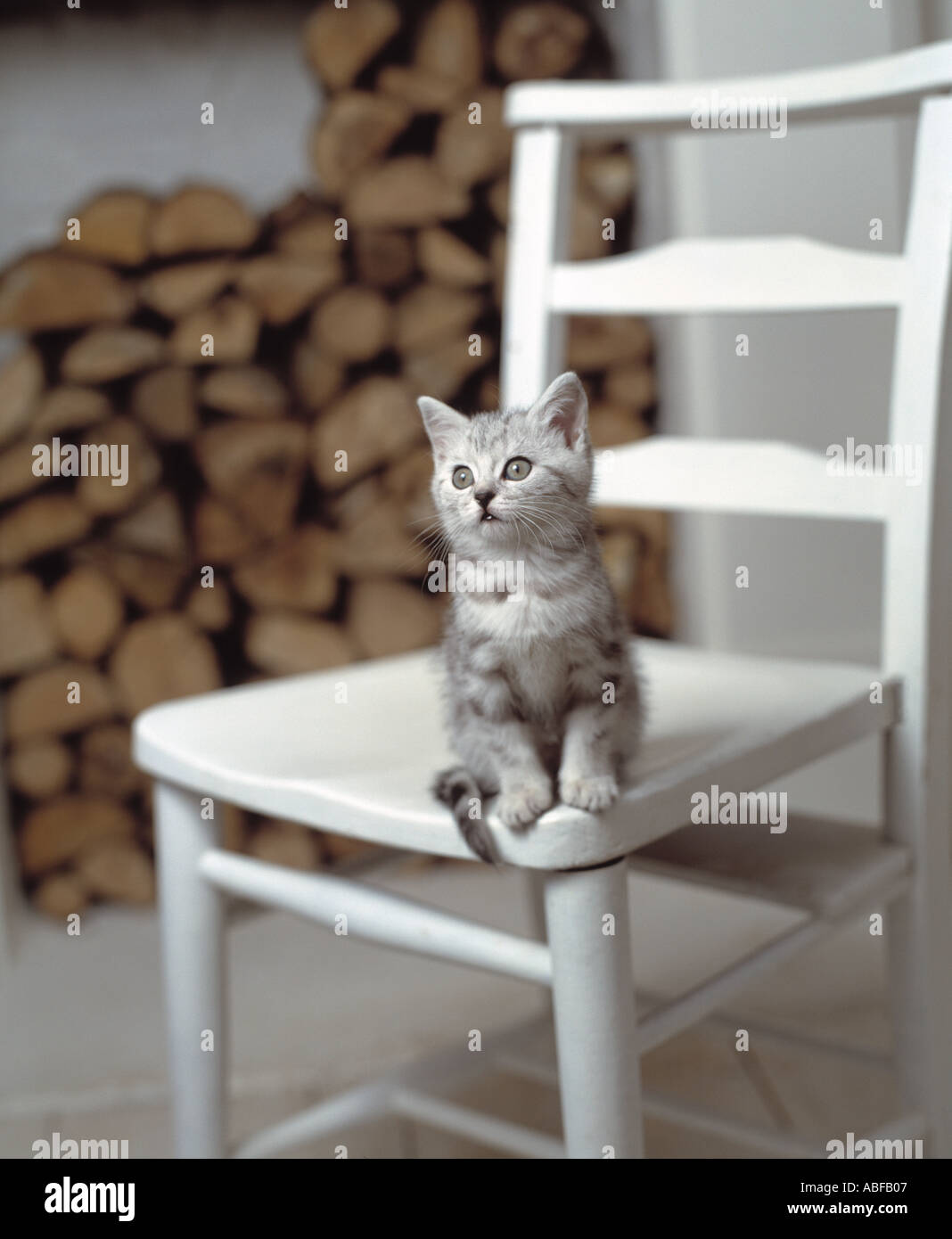 Cat on chair Stock Photo - Alamy