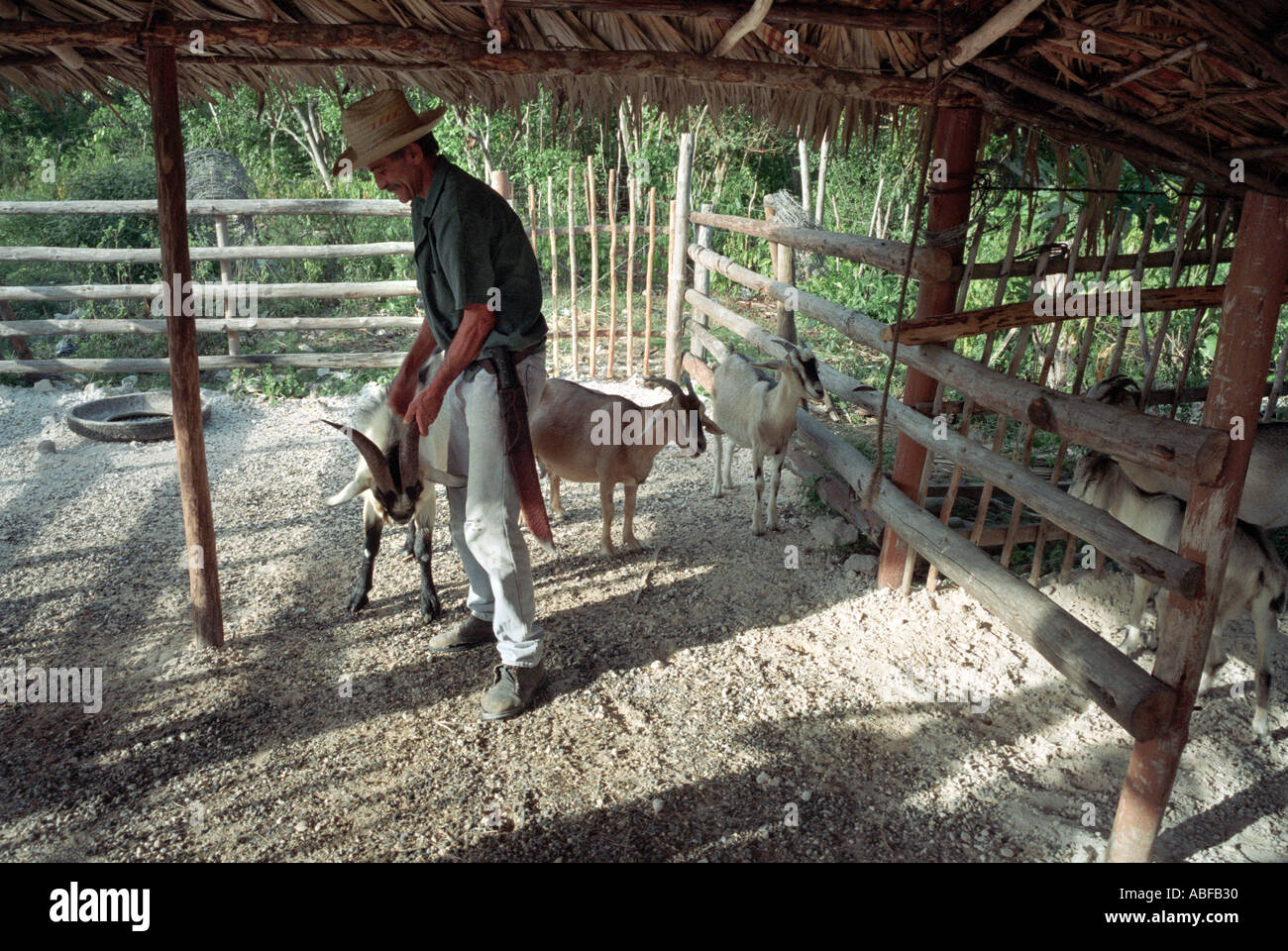 Cuban goat hi-res stock photography and images - Alamy