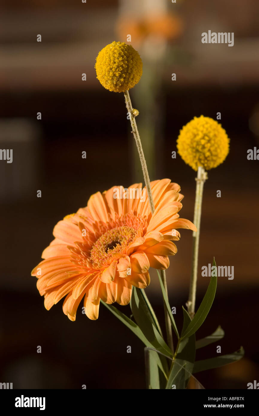 Gerbera flower table decoration hi-res stock photography and images - Alamy