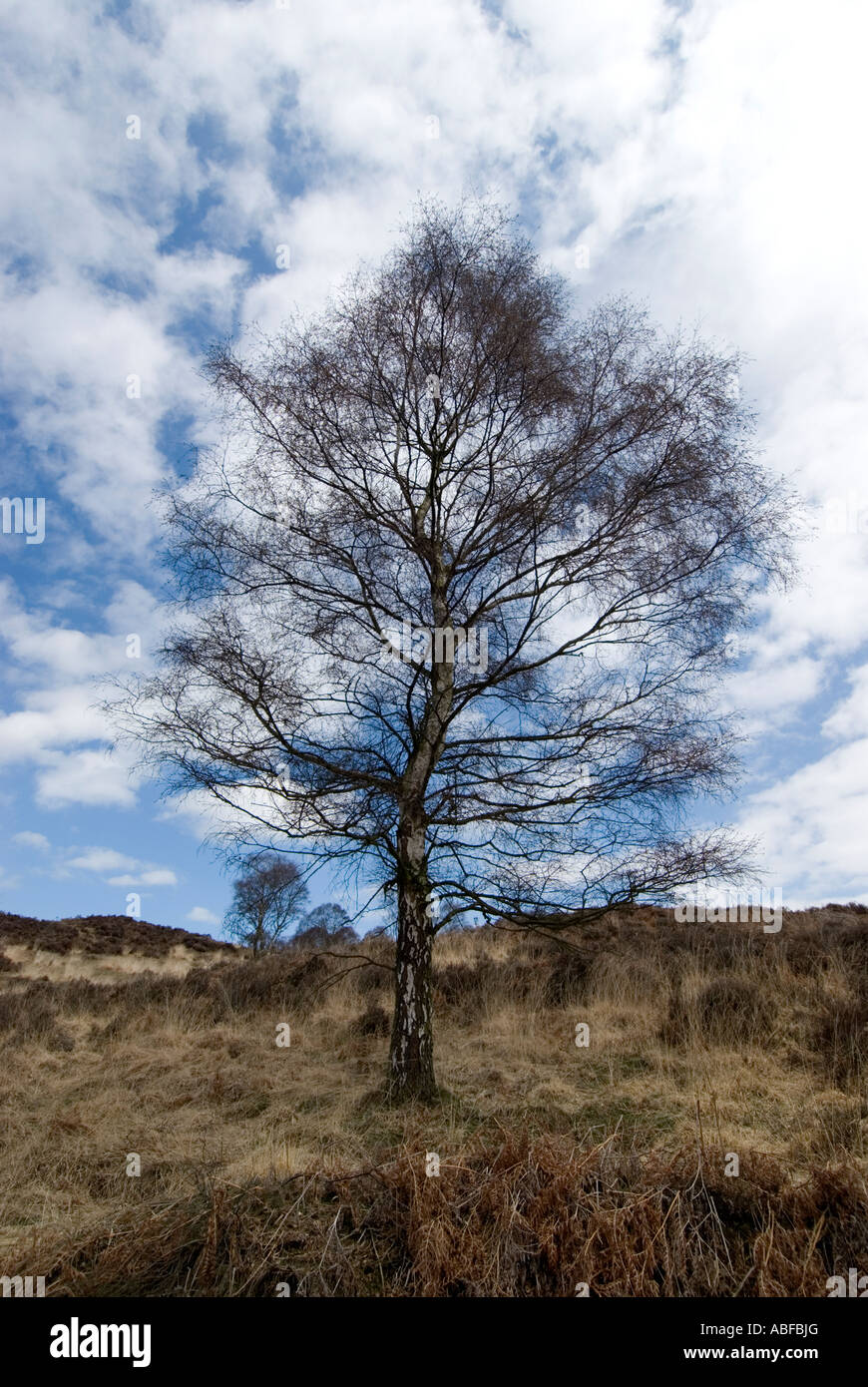view of cannock chase in staffordshire in the uk Stock Photo - Alamy