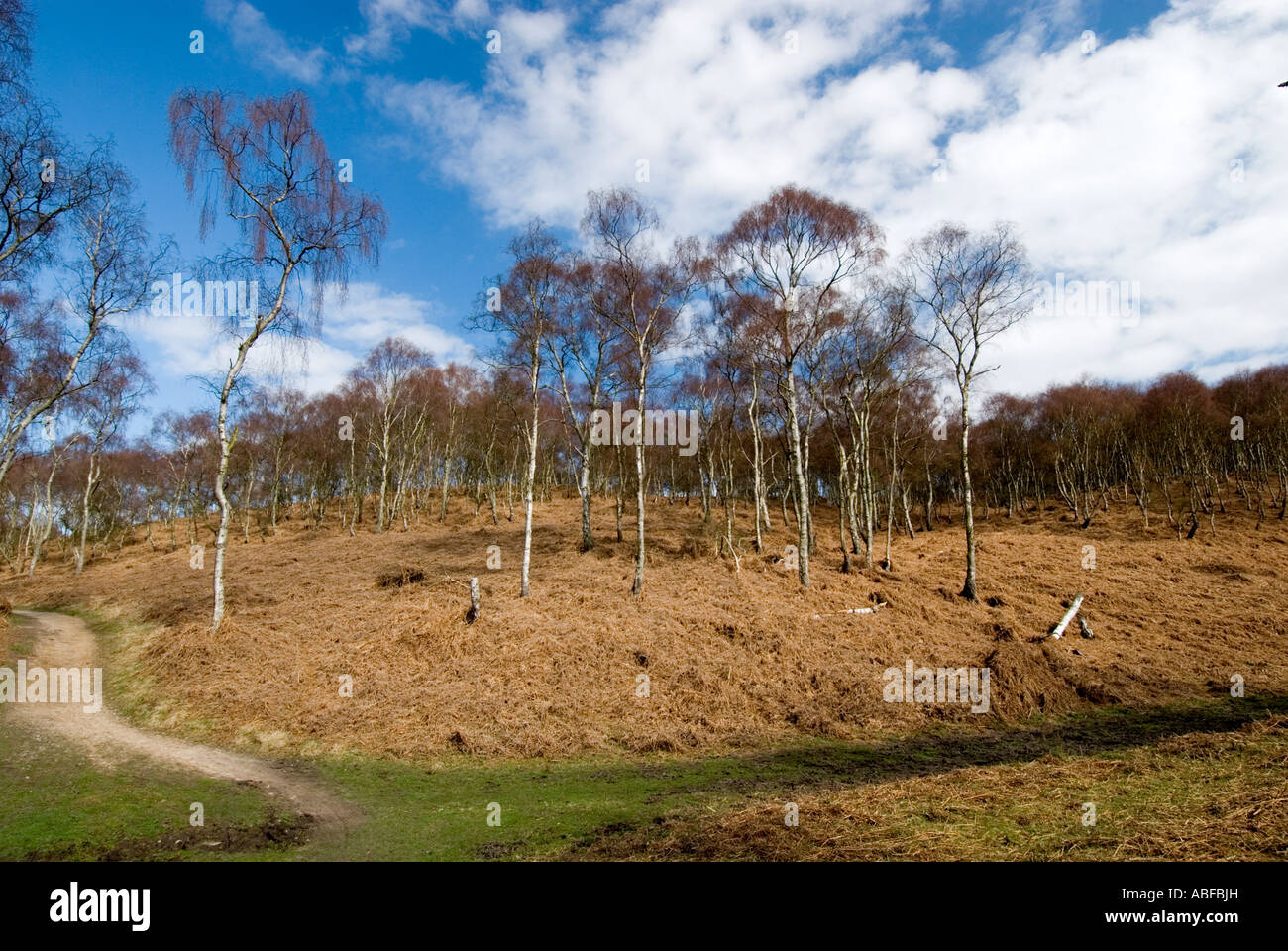 view of cannock chase in staffordshire in the uk Stock Photo - Alamy