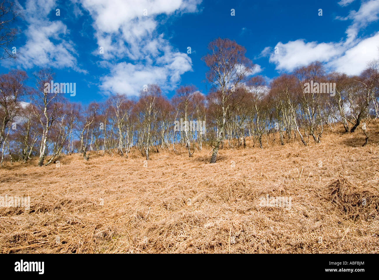 view of cannock chase in staffordshire in the uk Stock Photo - Alamy
