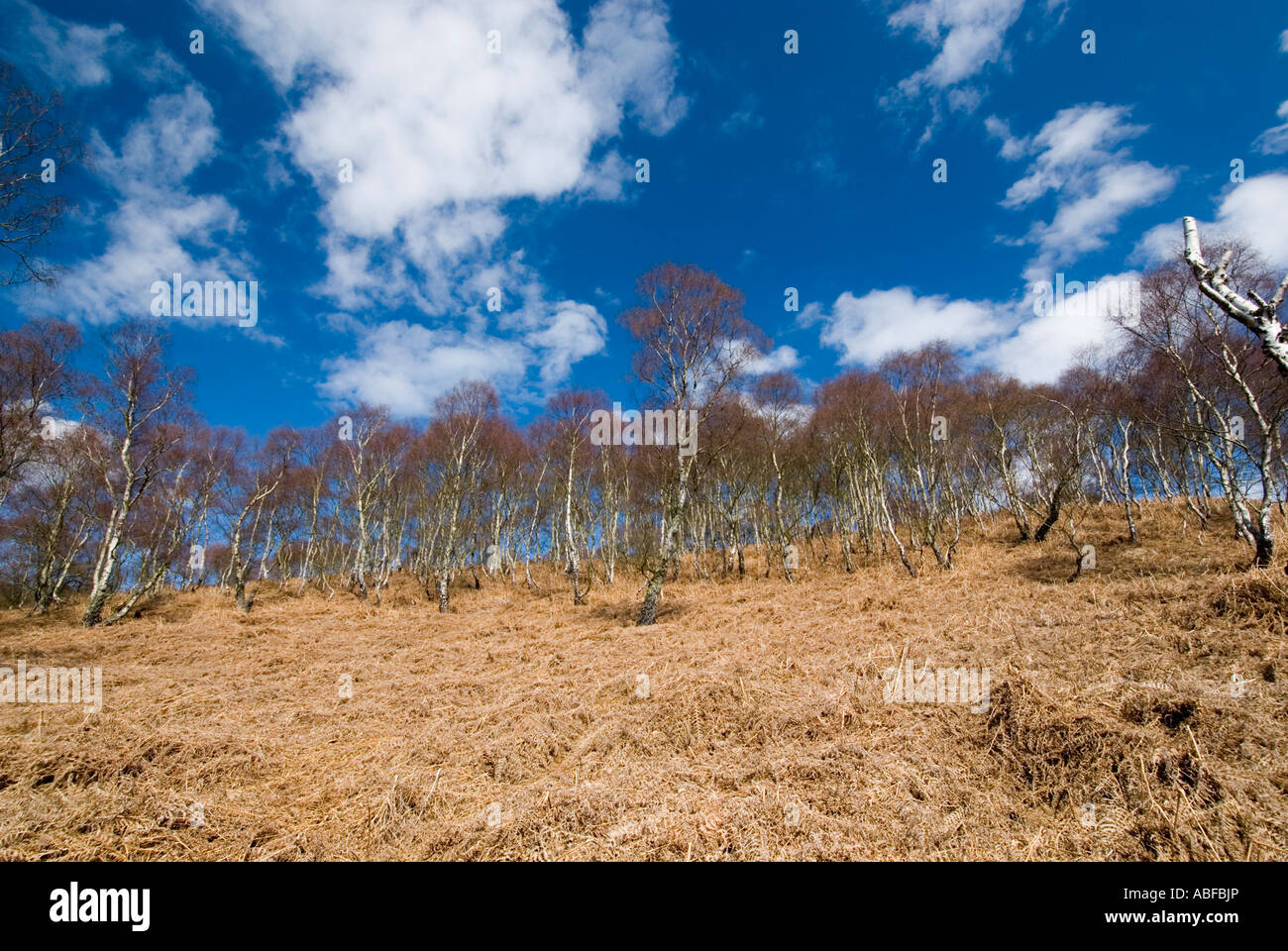 view of cannock chase in staffordshire in the uk Stock Photo - Alamy