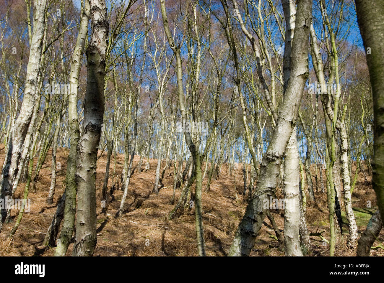 Cannock chase staffordshire alpine hi-res stock photography and images ...